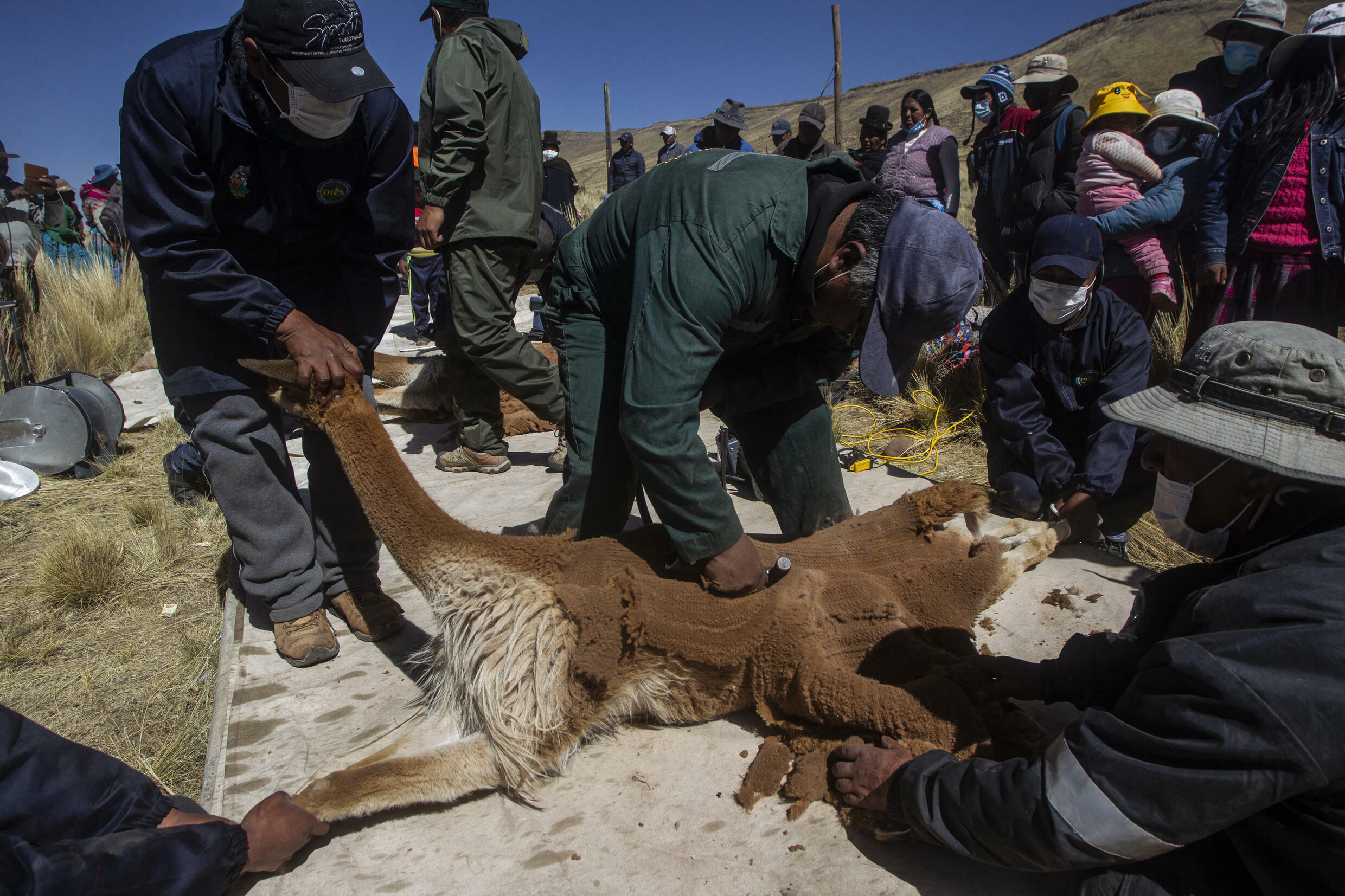 Ancient vicuna wool shearing tradition lives on in Peruvian Andes ...