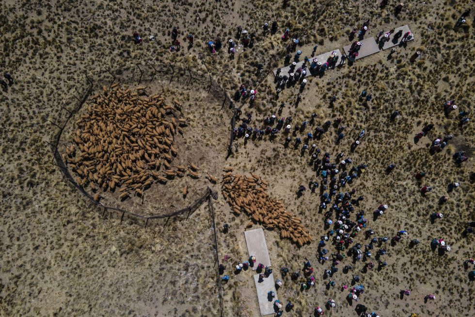 Ancient vicuna wool shearing tradition lives on in Peruvian Andes ...