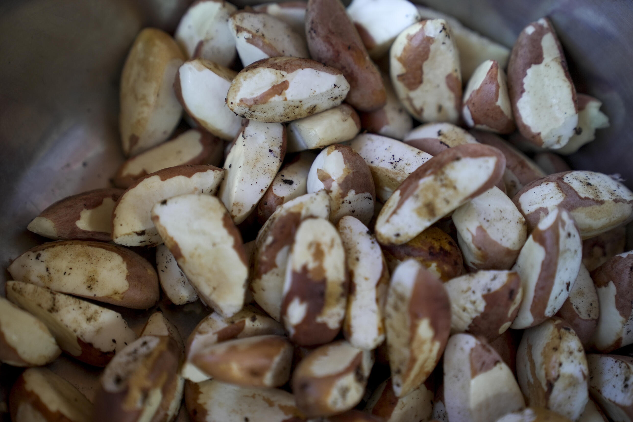 'Really hard' -- the life of an Amazon Brazil nut harvester