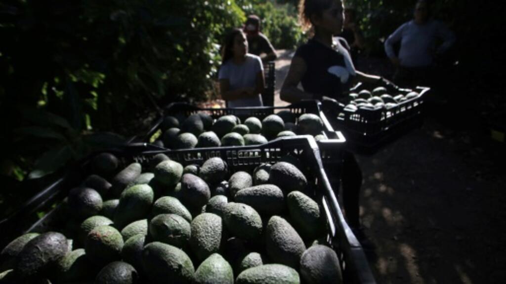Avocado town becomes symbol of Chile's water war