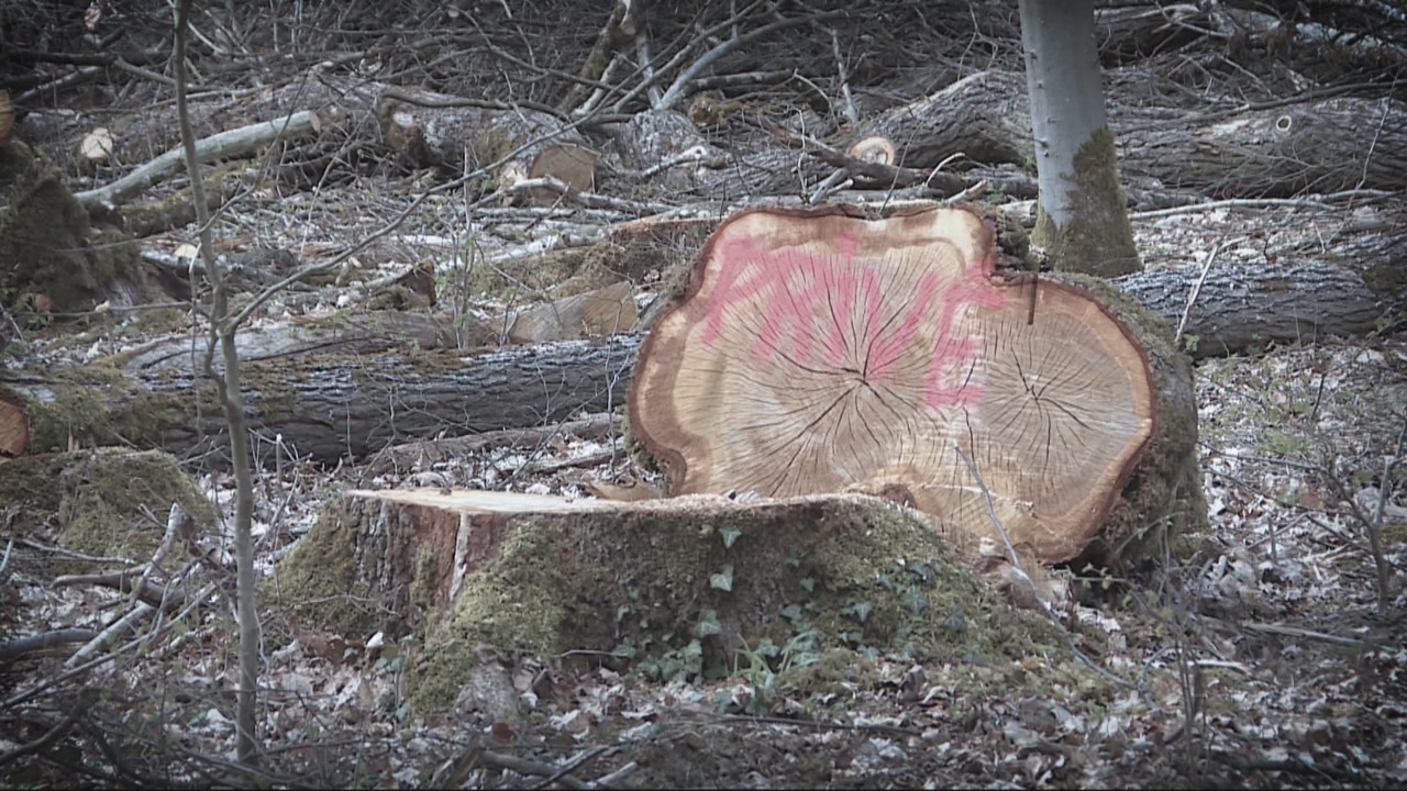 Private French forests become lucrative targets for timber thiefs ...