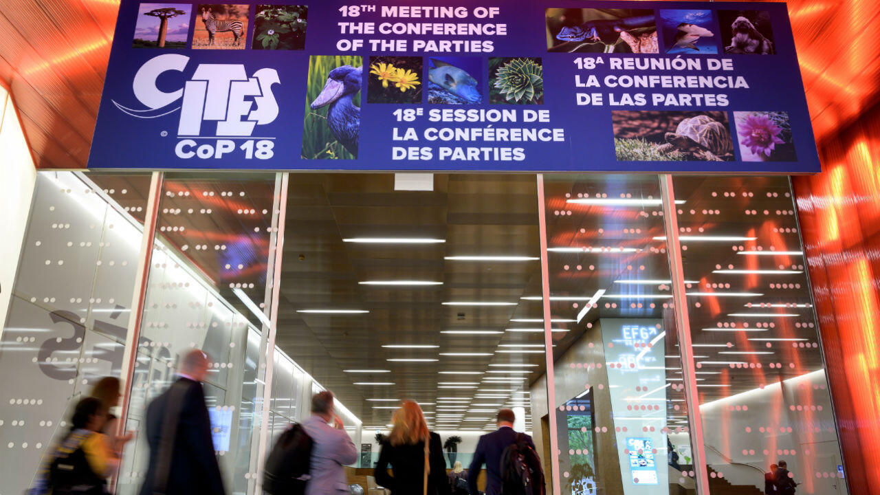 UN convenes CITES summit to tackle threat of mass extinction