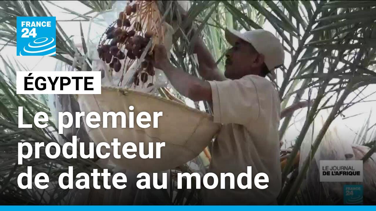 L'Égypte devient le premier producteur de datte avec près de 2 millions ...