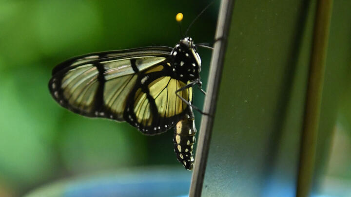 Earth seeing 'catastrophic collapse' of insects