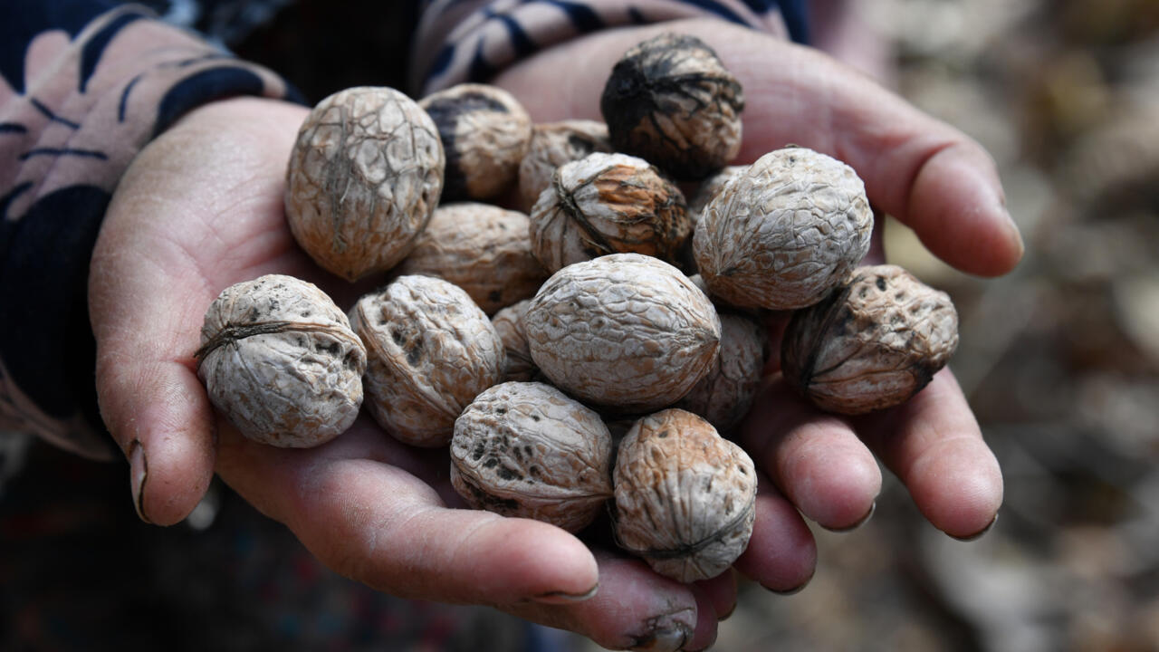 In Kyrgyzstan, world's largest natural walnut forest thins away