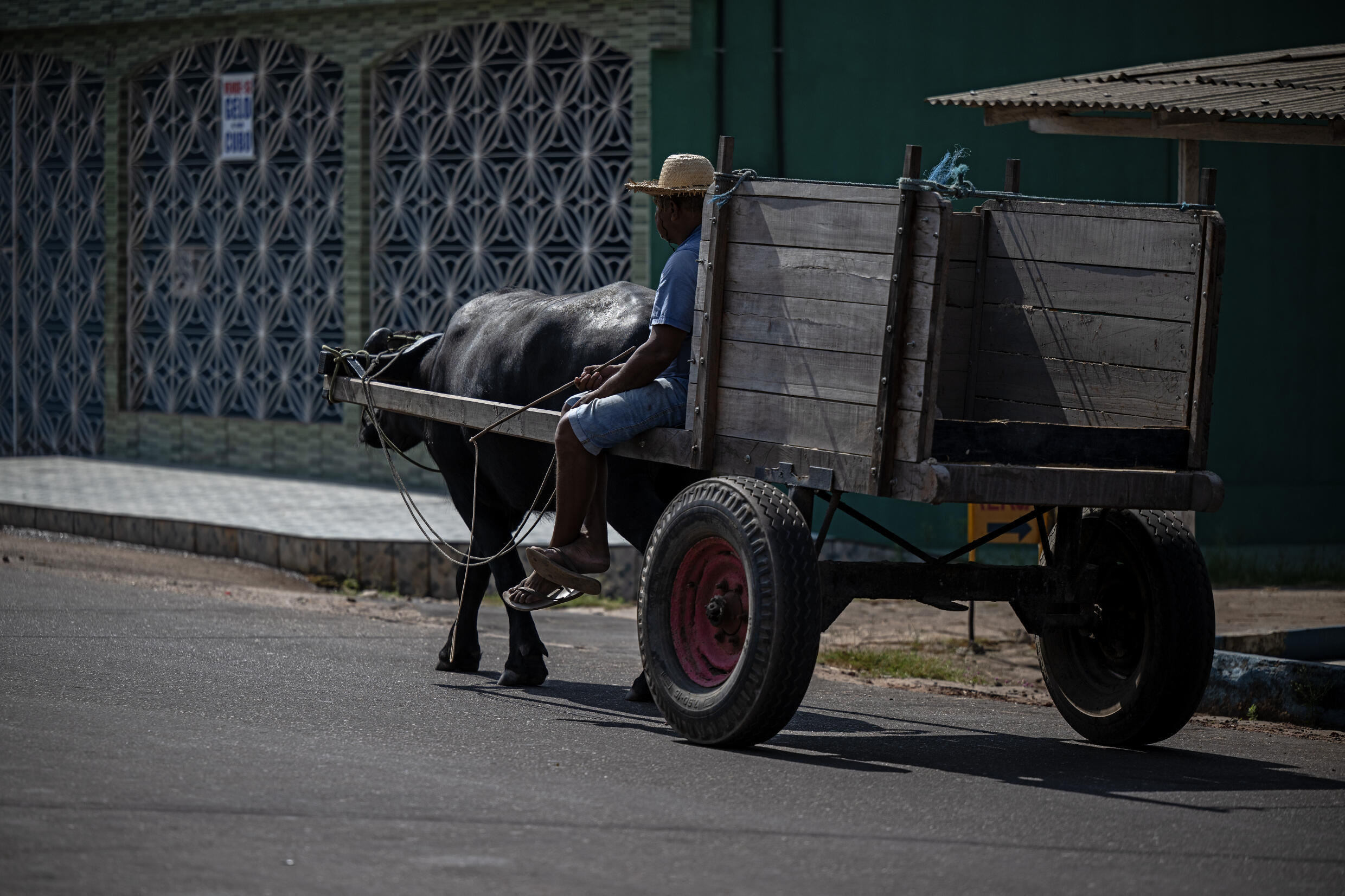 On Brazilian island, revered Asian buffalo claims its place