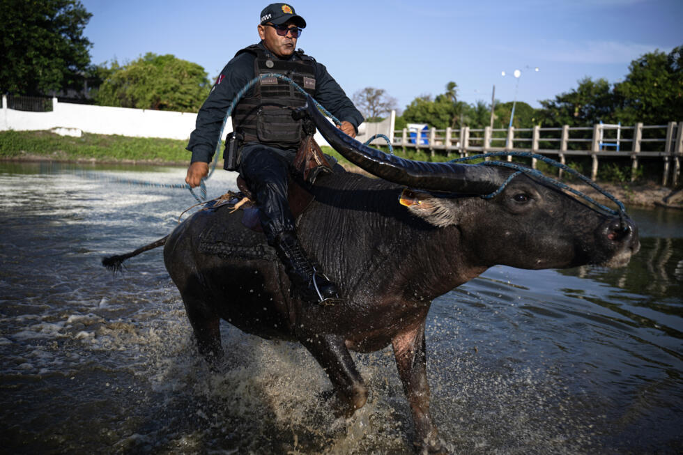 On Brazilian island, revered Asian buffalo claims its place