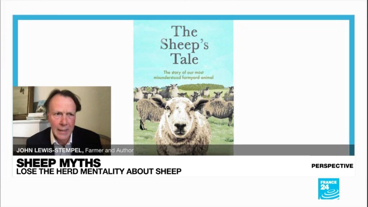 Losing the herd mentality about sheep - Perspective