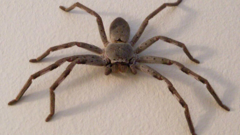 Cette araignée géante portant une souris va hanter vos nuits