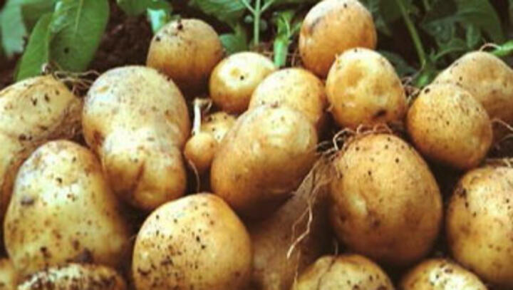 Bruxelles donne son feu vert à la culture d'une pomme de terre OGM dans ...