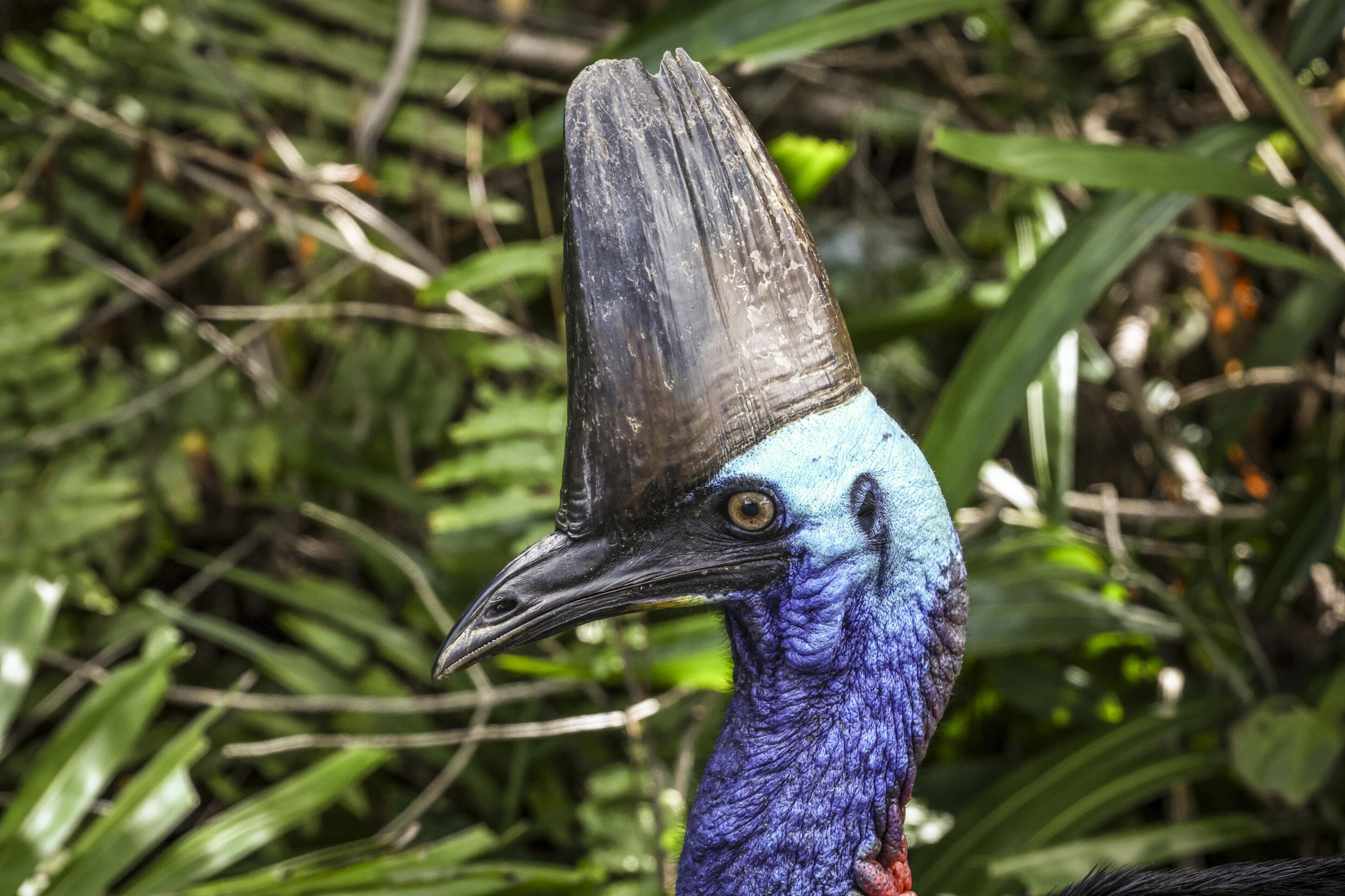 Australia's fearsome 'dinosaur bird' stares down extinction