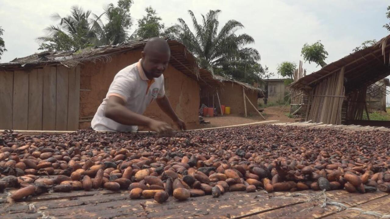 Bad news for chocolate lovers? Cocoa in Ivory Coast threatened by ...
