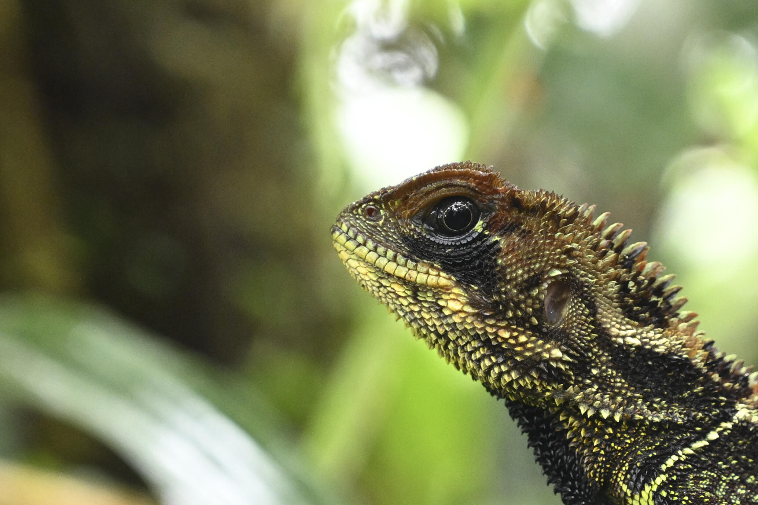 Colombia's Awa people resist violence, maintain 'spiritual bond' with ...