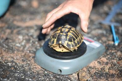 Rescuers race to save tortoises in France's burnt biodiversity hotspot ...