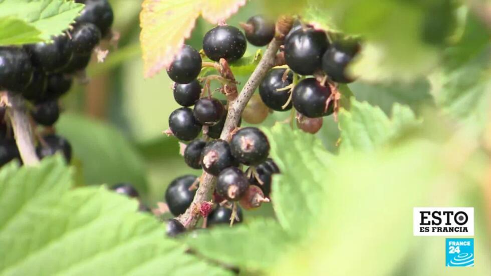 La grosella negra: el otro tesoro de Borgoña - Esto es Francia