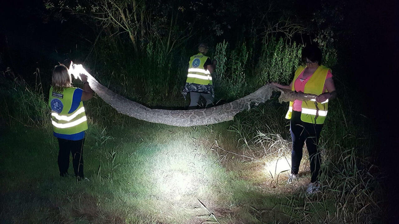Un python de six mètres de long est en cavale en Pologne