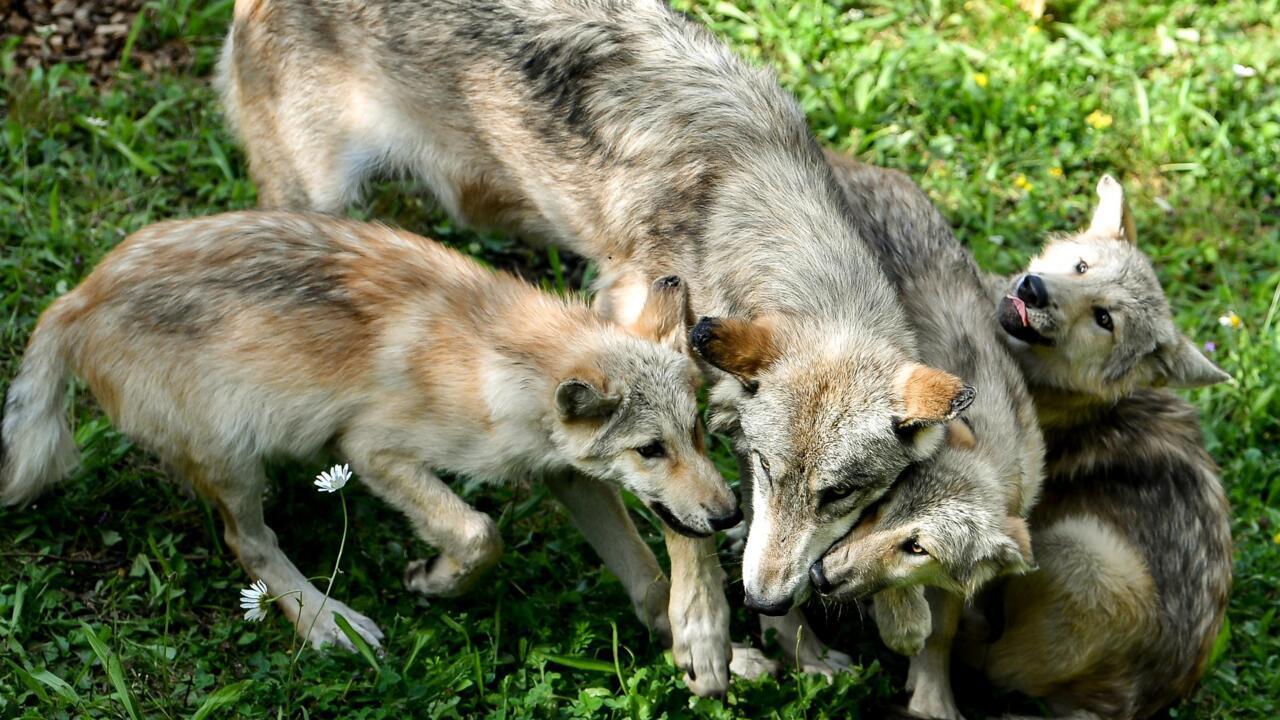 US state reports first litter of wolf pups in 80 years - France 24