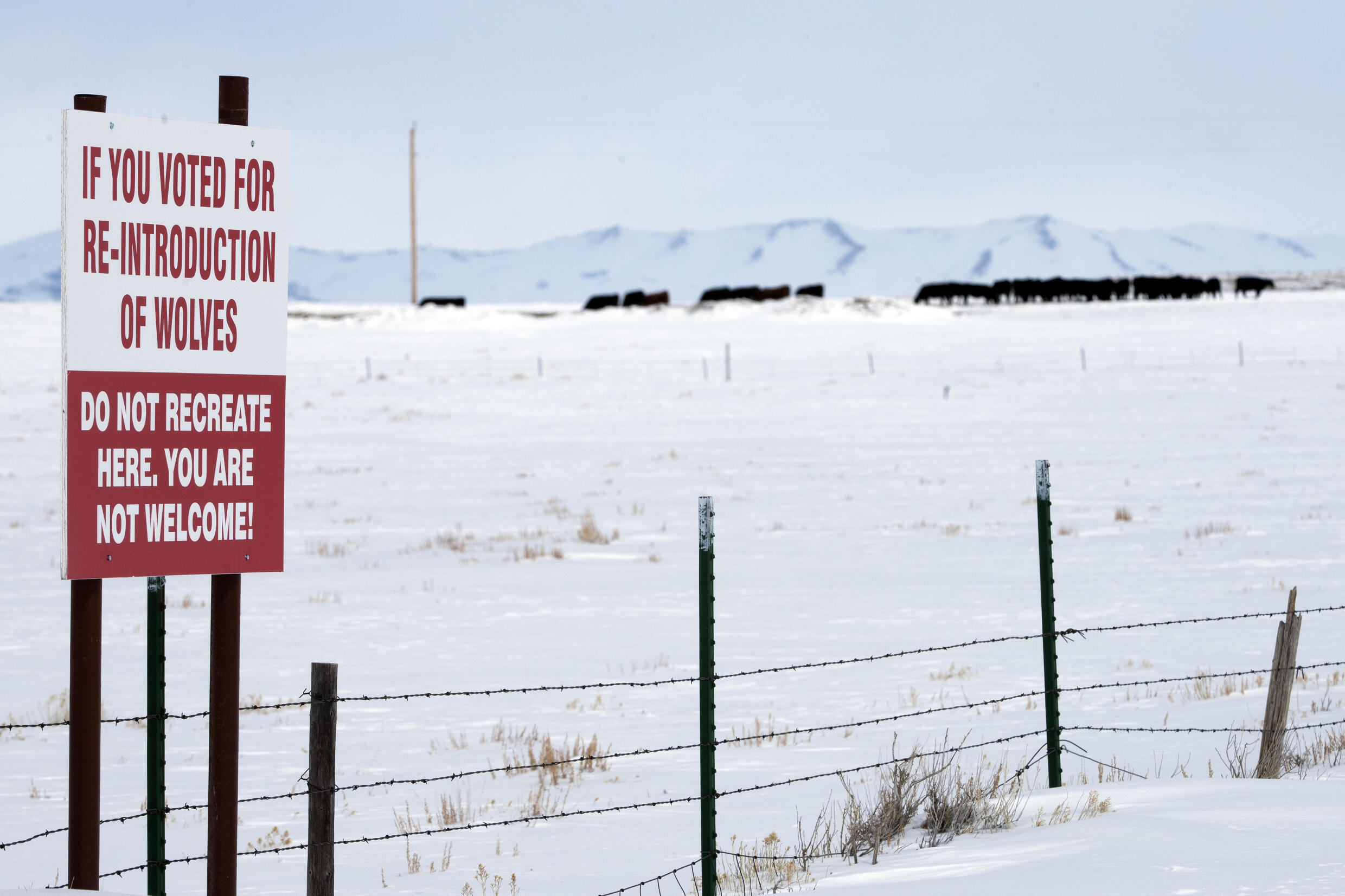 Ranchers battle wolves in Colorado wilds as reintroduction looms