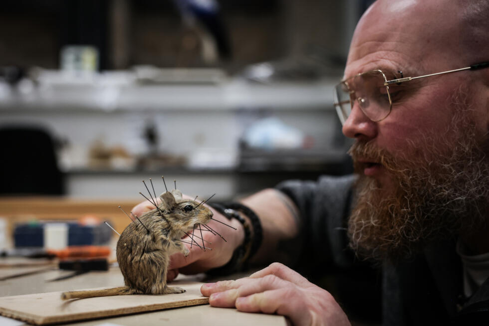 Dans l'atelier des taxidermistes du Muséum d'histoire naturelle