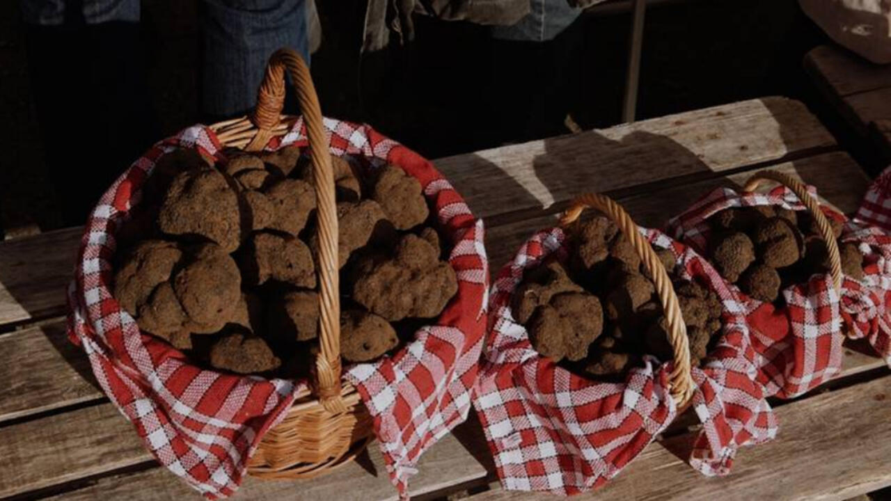 Truffles, the 'black diamonds' of Quercy - You are here