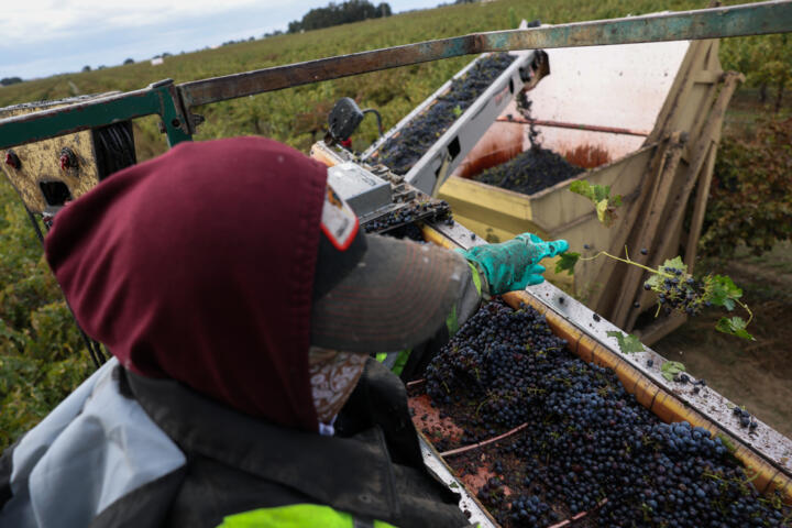 Withering vines: California grape farmers abandon fields as local wine ...